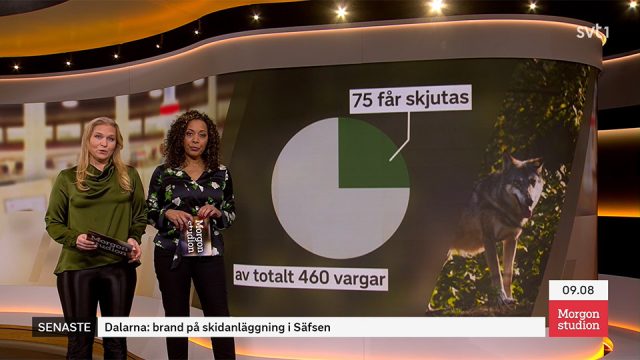 SVT efter vargjaktsmissen: "Vi är inte helt tokiga i vår matematik ...